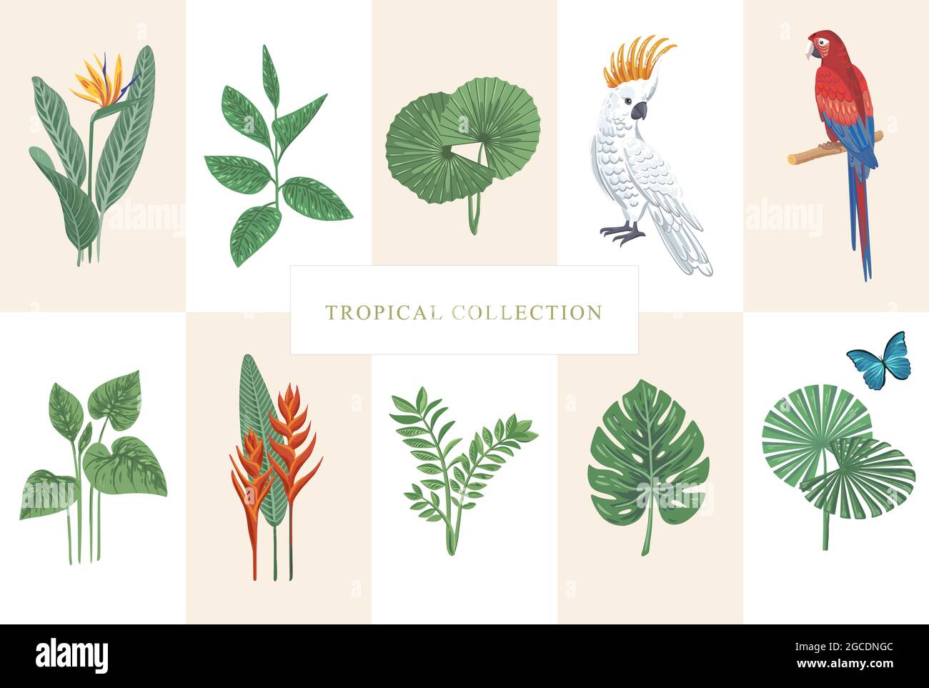Vector tropical collection Stock Vector Image & Art - Alamy