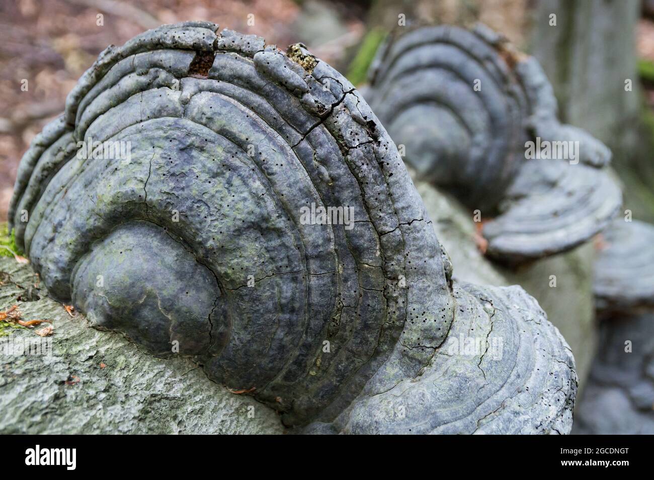 Tree trunk shapes hi-res stock photography and images - Alamy