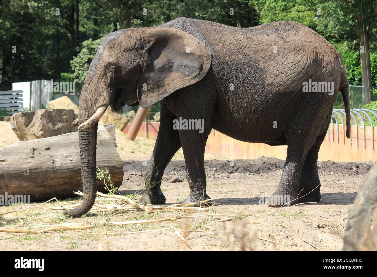 African elephant trunk finger hi-res stock photography and images - Alamy