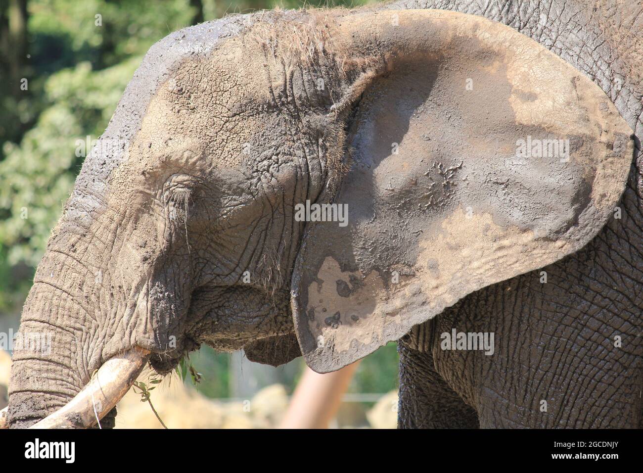 African elephant trunk finger hi-res stock photography and images - Alamy