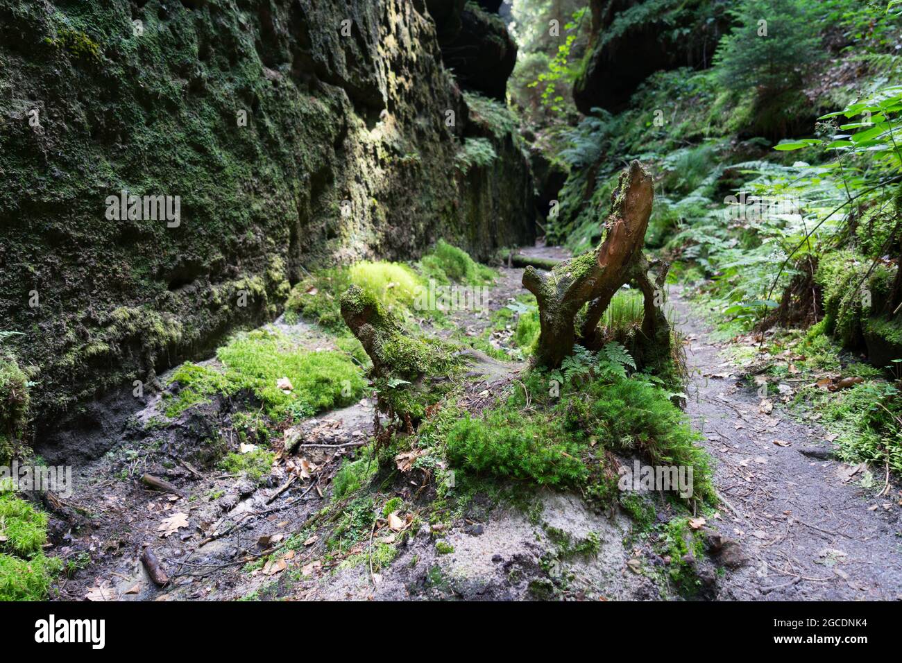 weathered wood and green moss between the wet sandstone rocks Stock ...