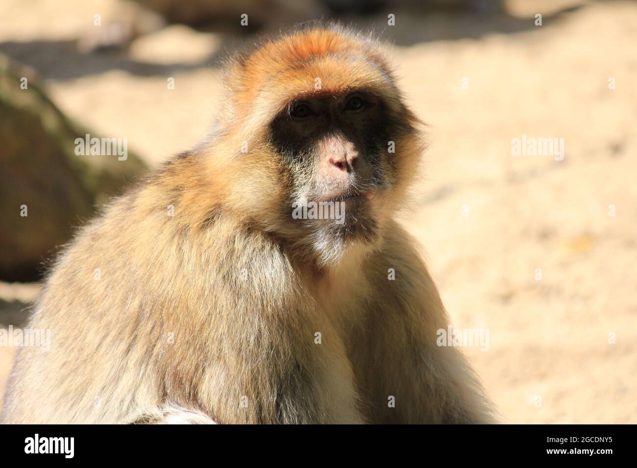 Short tailed macaque hi-res stock photography and images - Alamy