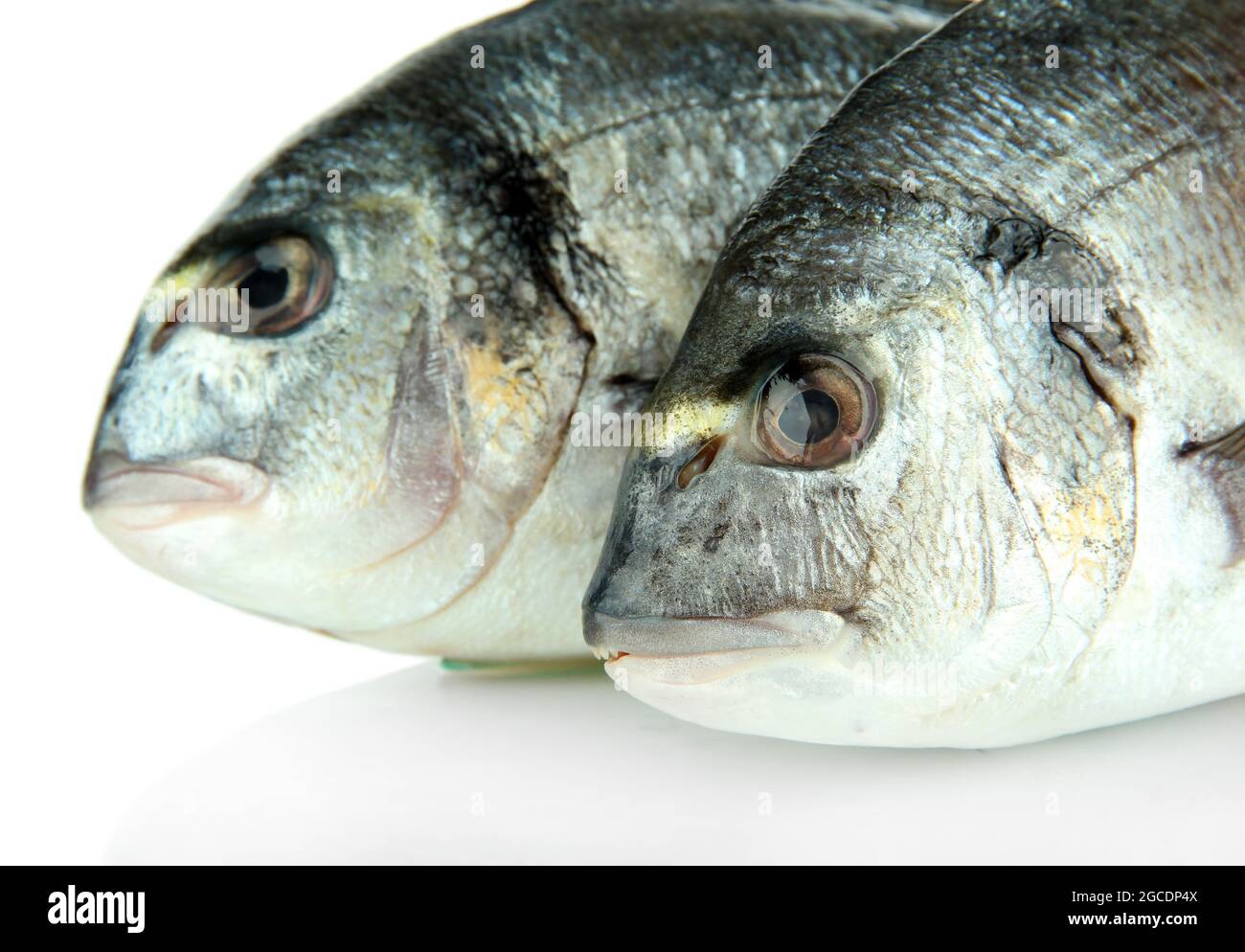 Dorado fish isolated on white Stock Photo - Alamy