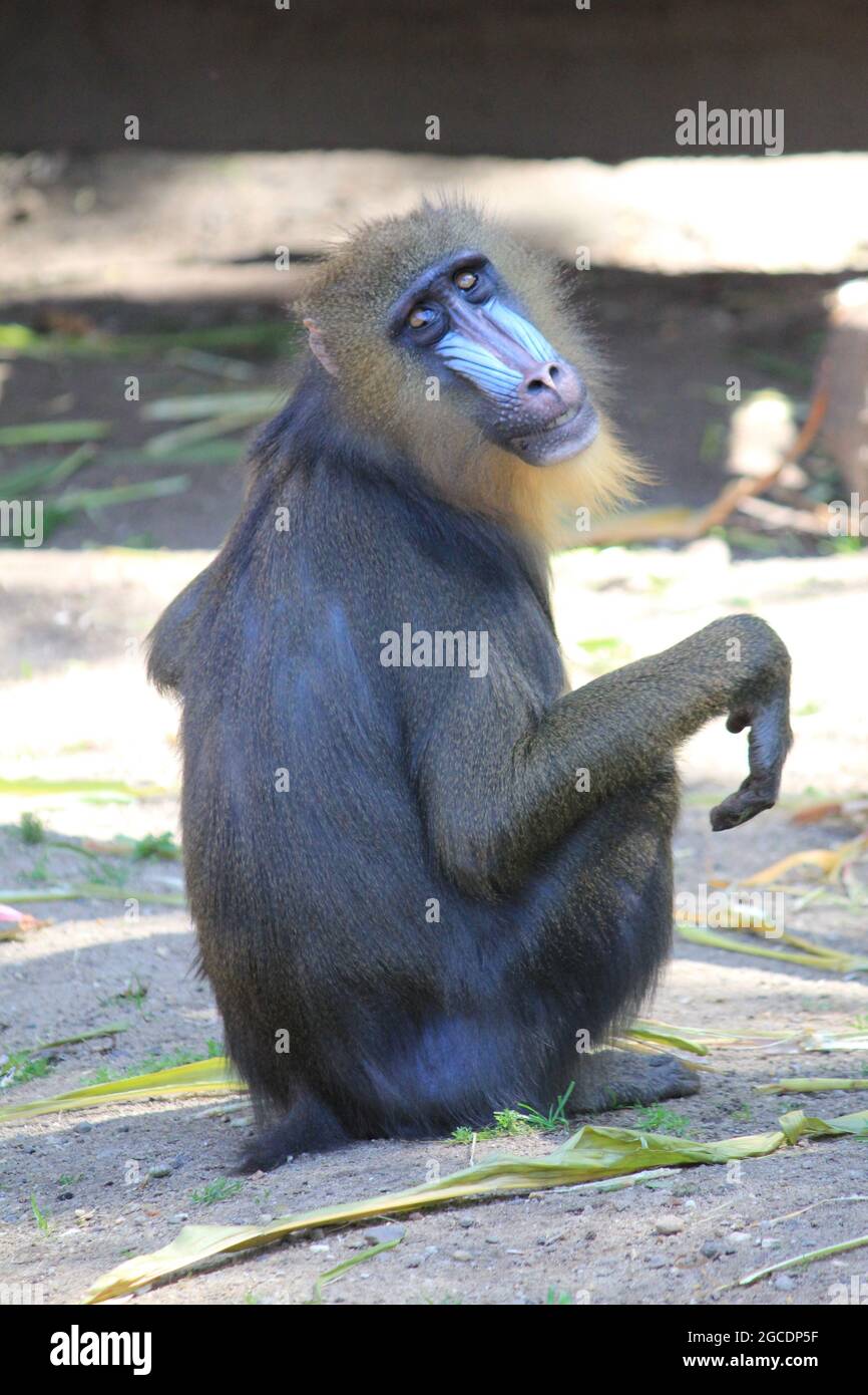 Monkey lips hi-res stock photography and images - Alamy