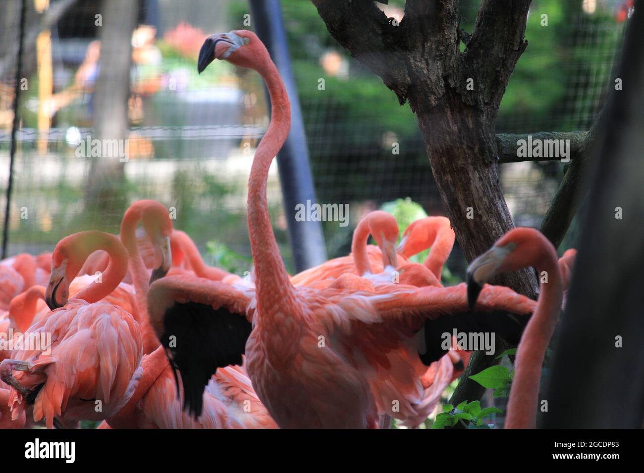 Flamingo walk in shallow water hi-res stock photography and images - Alamy