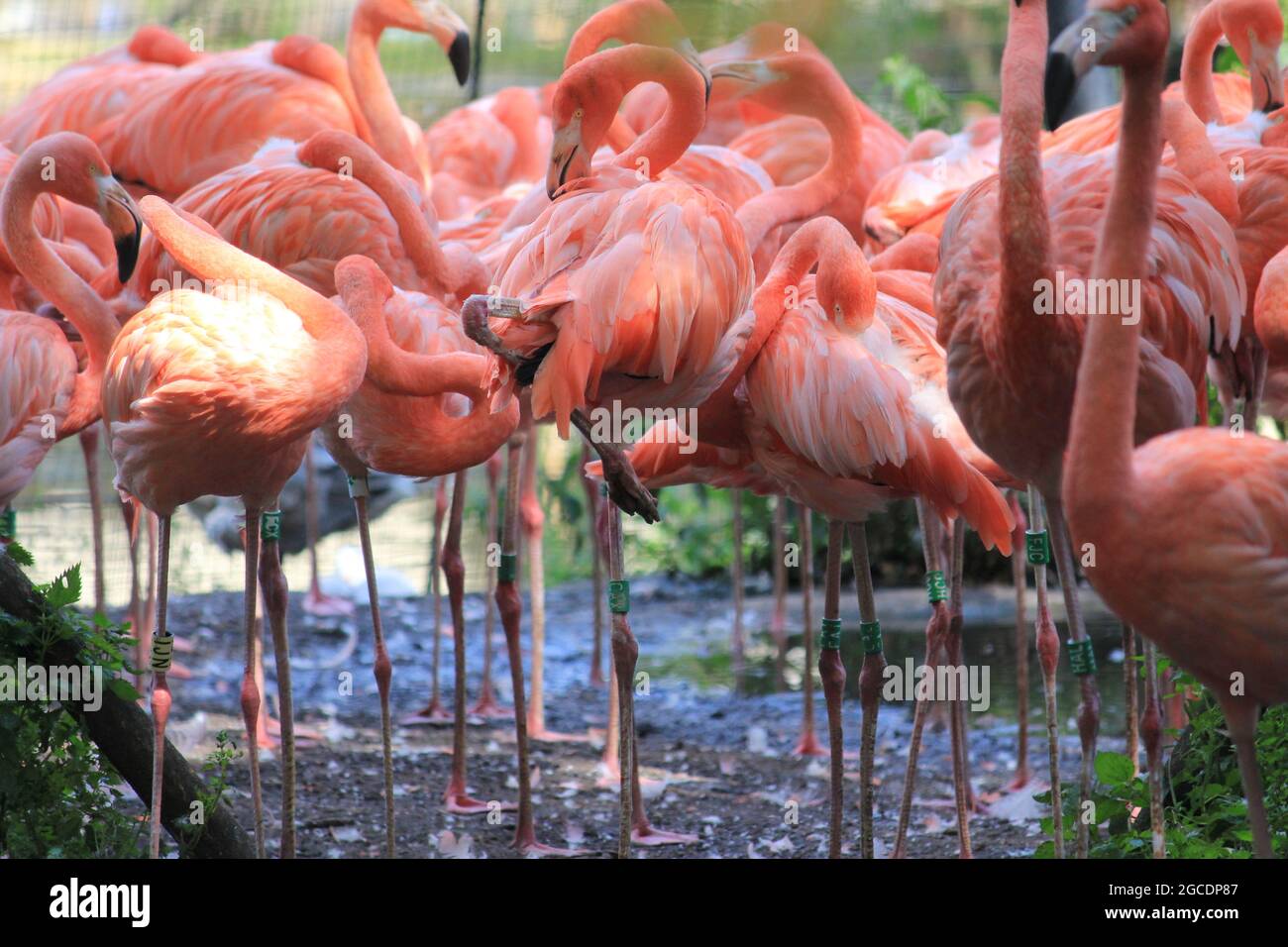 Flamingo walk in shallow water hi-res stock photography and images - Alamy