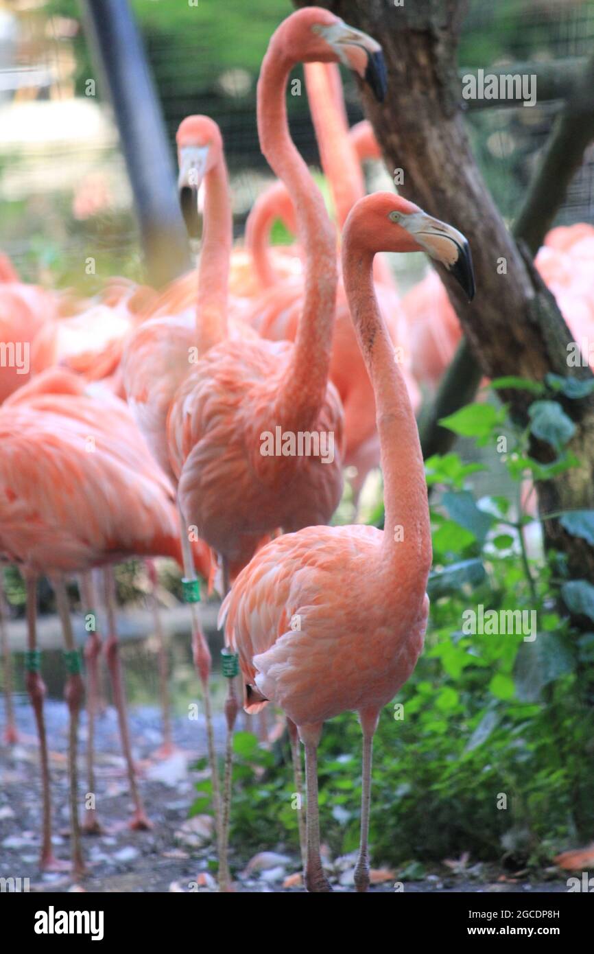 Flamingoes wading in shallow hi-res stock photography and images - Alamy