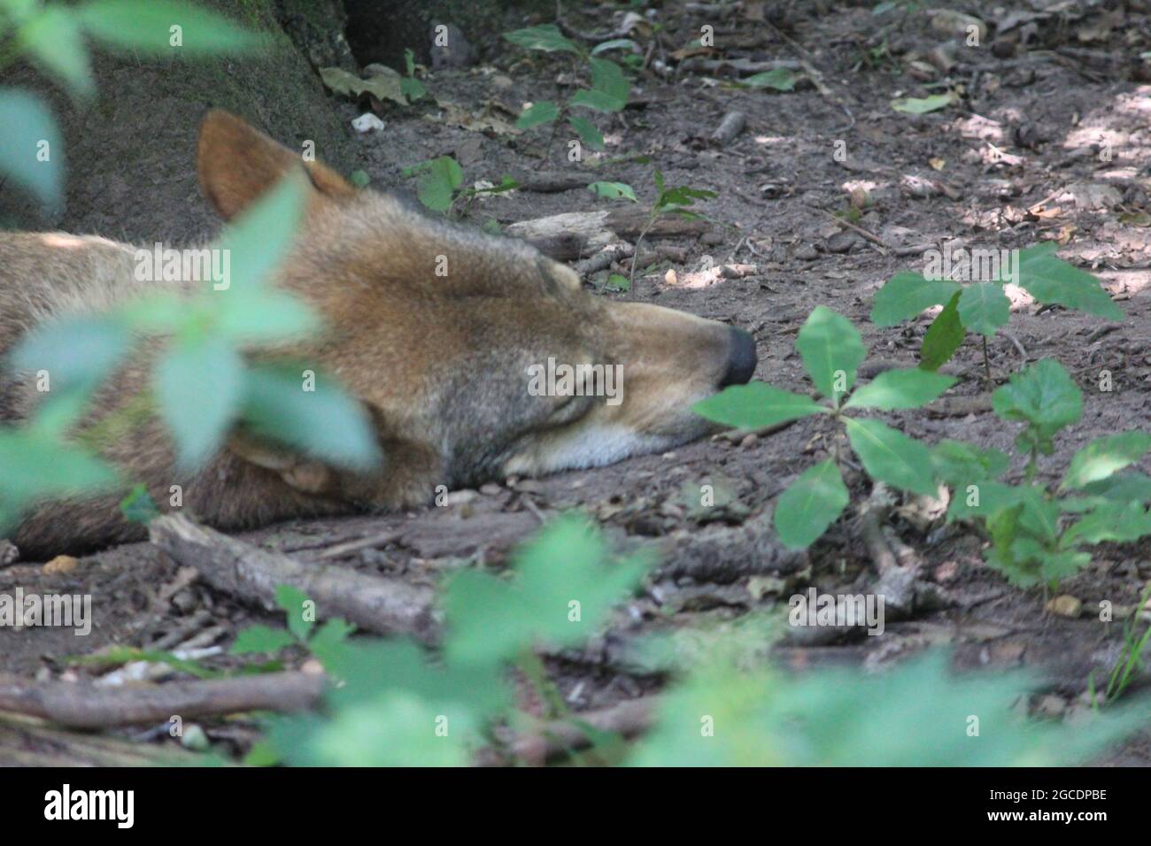 Wolf subspecies hi-res stock photography and images - Alamy