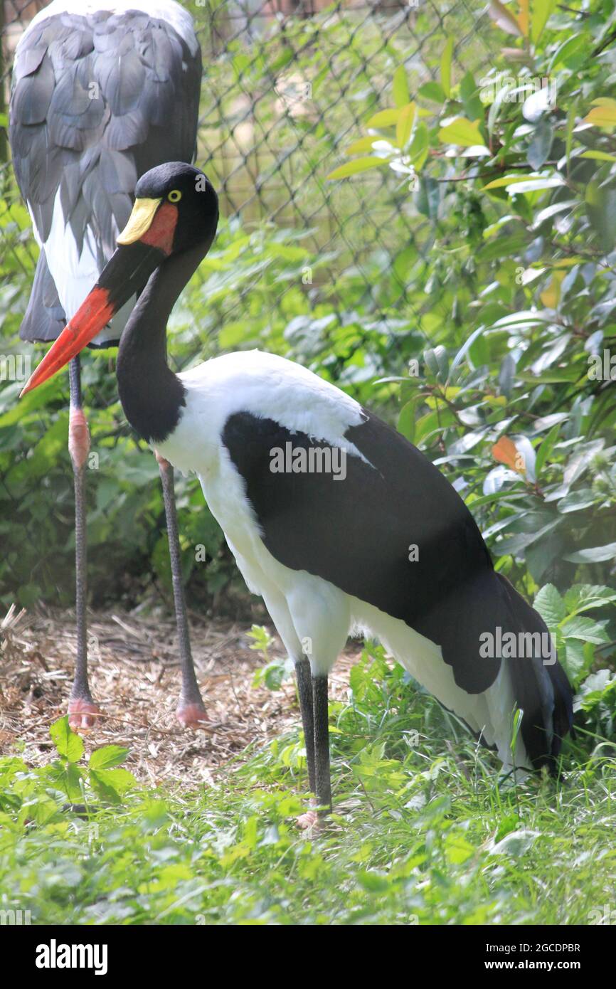Tallest of storks hi-res stock photography and images - Alamy