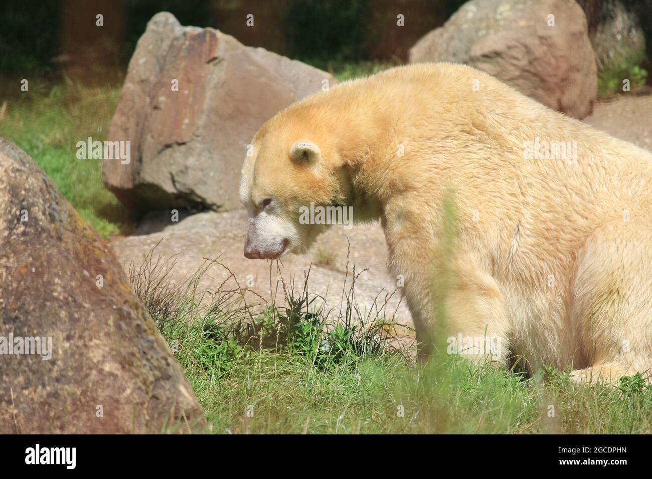 Outer layer of guard hairs hi-res stock photography and images - Alamy
