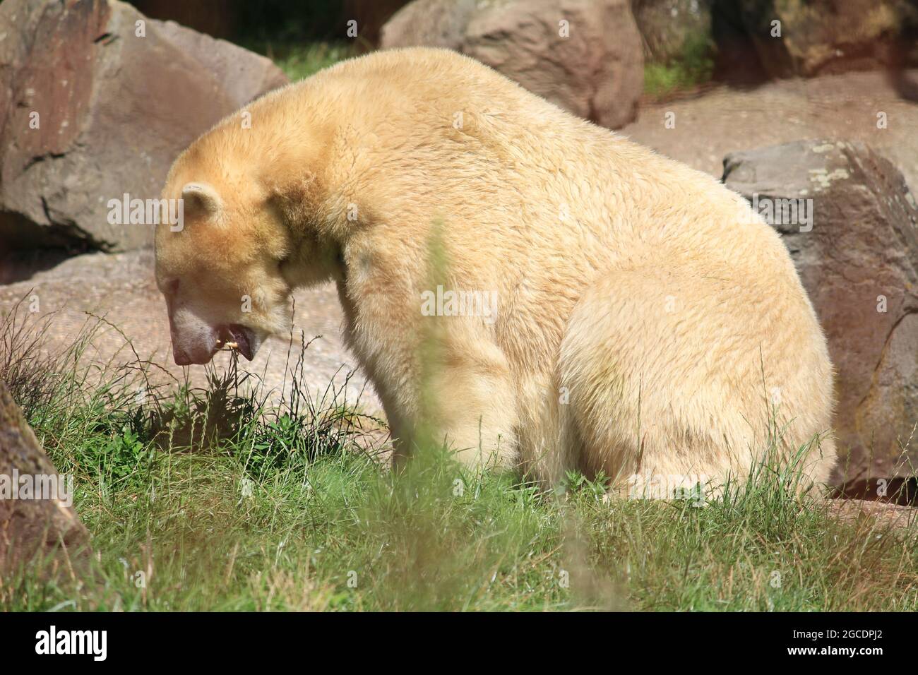 Powerful limbs and claws hi-res stock photography and images - Alamy