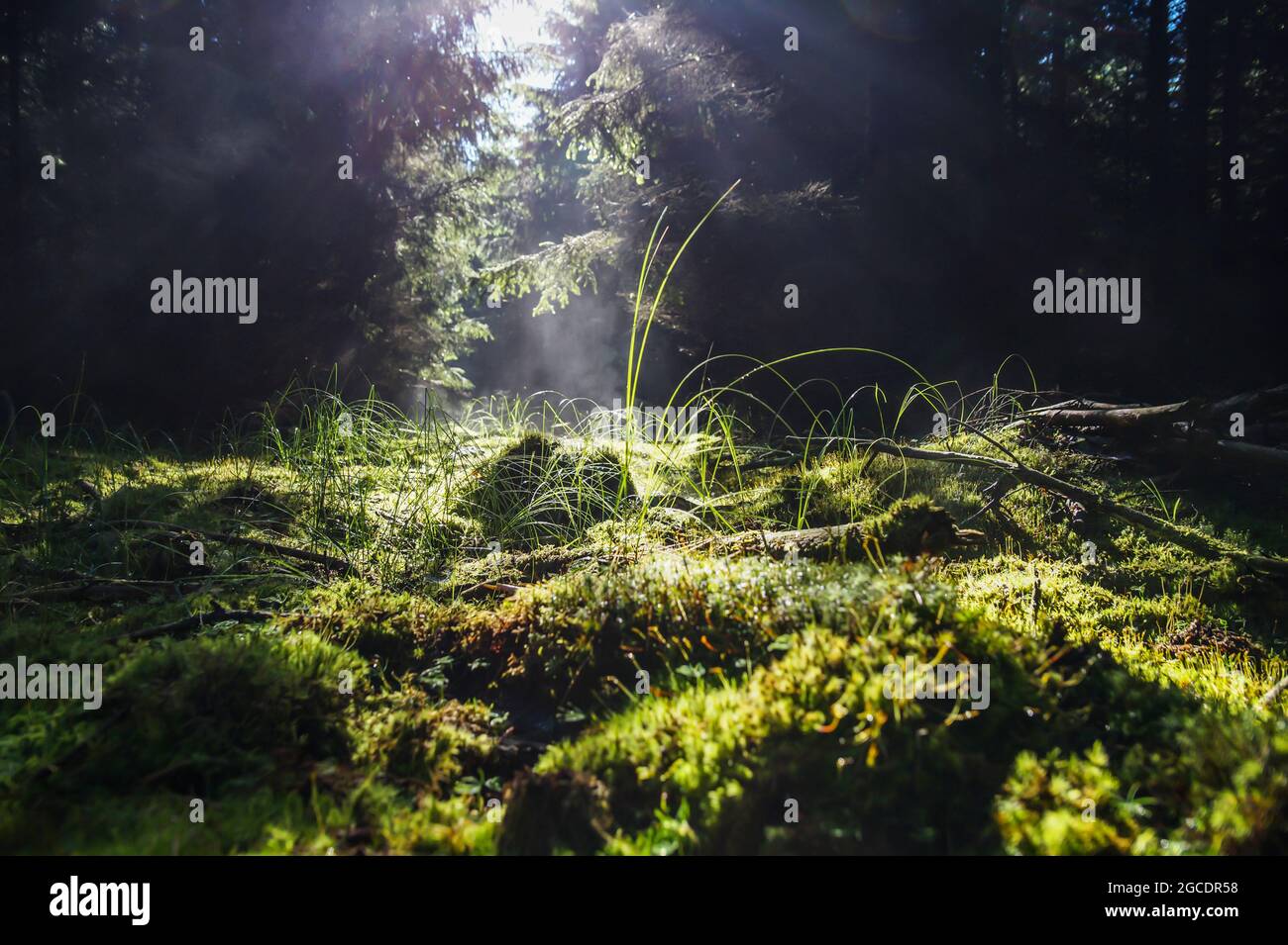 sunlight fresh green grass and moss in the misty warm fairy tale forest ...