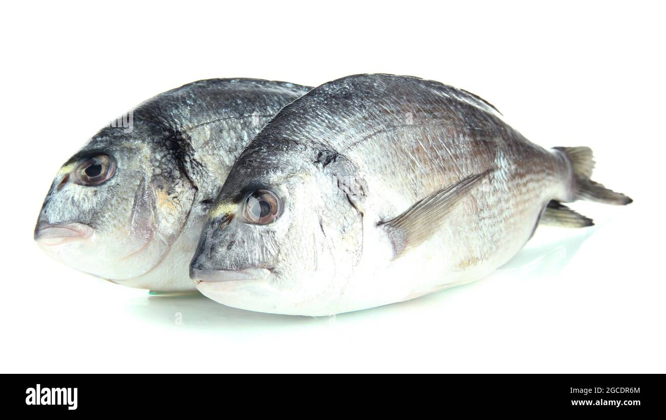 Dorado fish isolated on white Stock Photo - Alamy