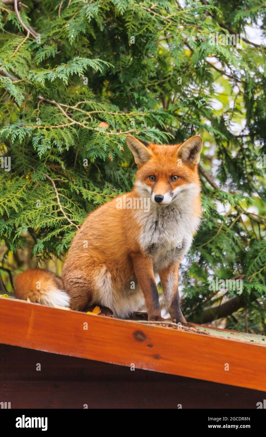 Red fox on garden shed roof hi-res stock photography and images - Alamy