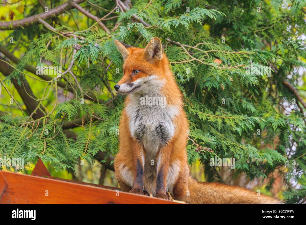 Red fox on garden shed roof hi-res stock photography and images - Alamy
