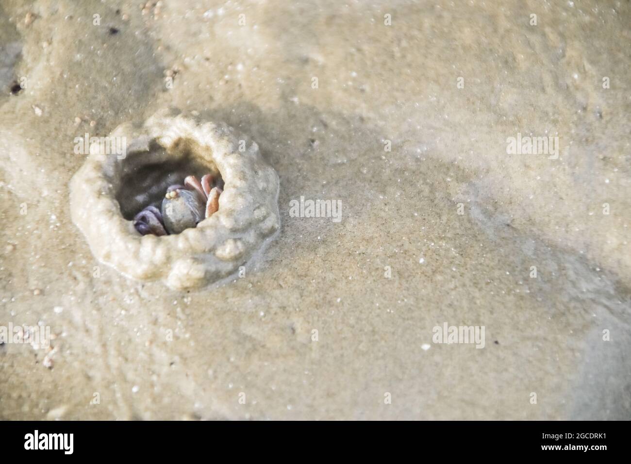 Detail wind crabs making hole on the beach Stock Photo - Alamy