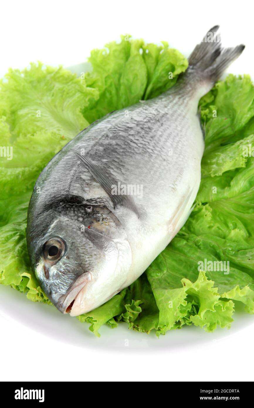 Dorado fish isolated on white Stock Photo - Alamy