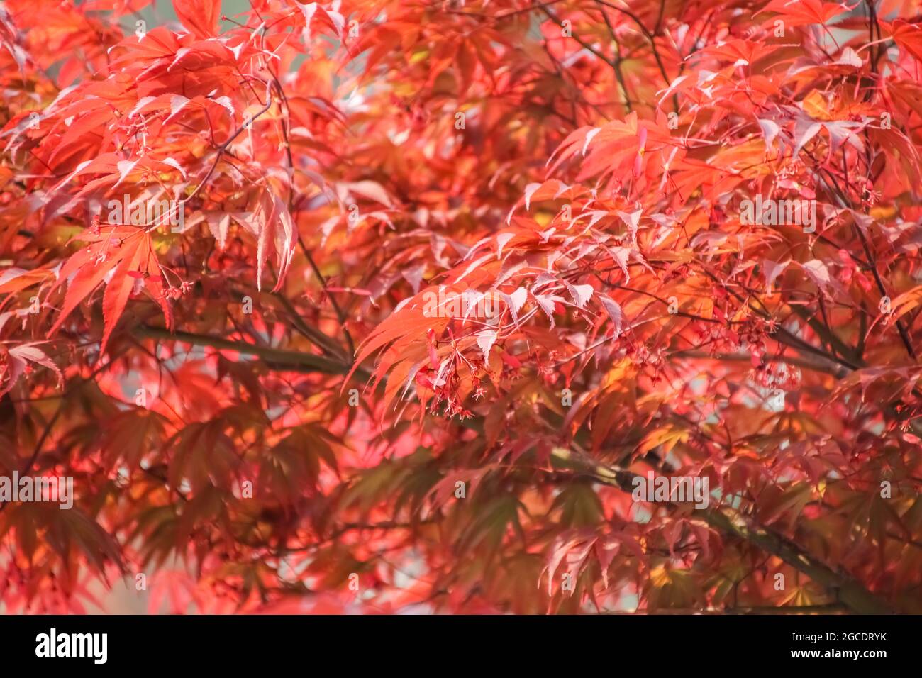 Colorful red leaf hi-res stock photography and images - Alamy