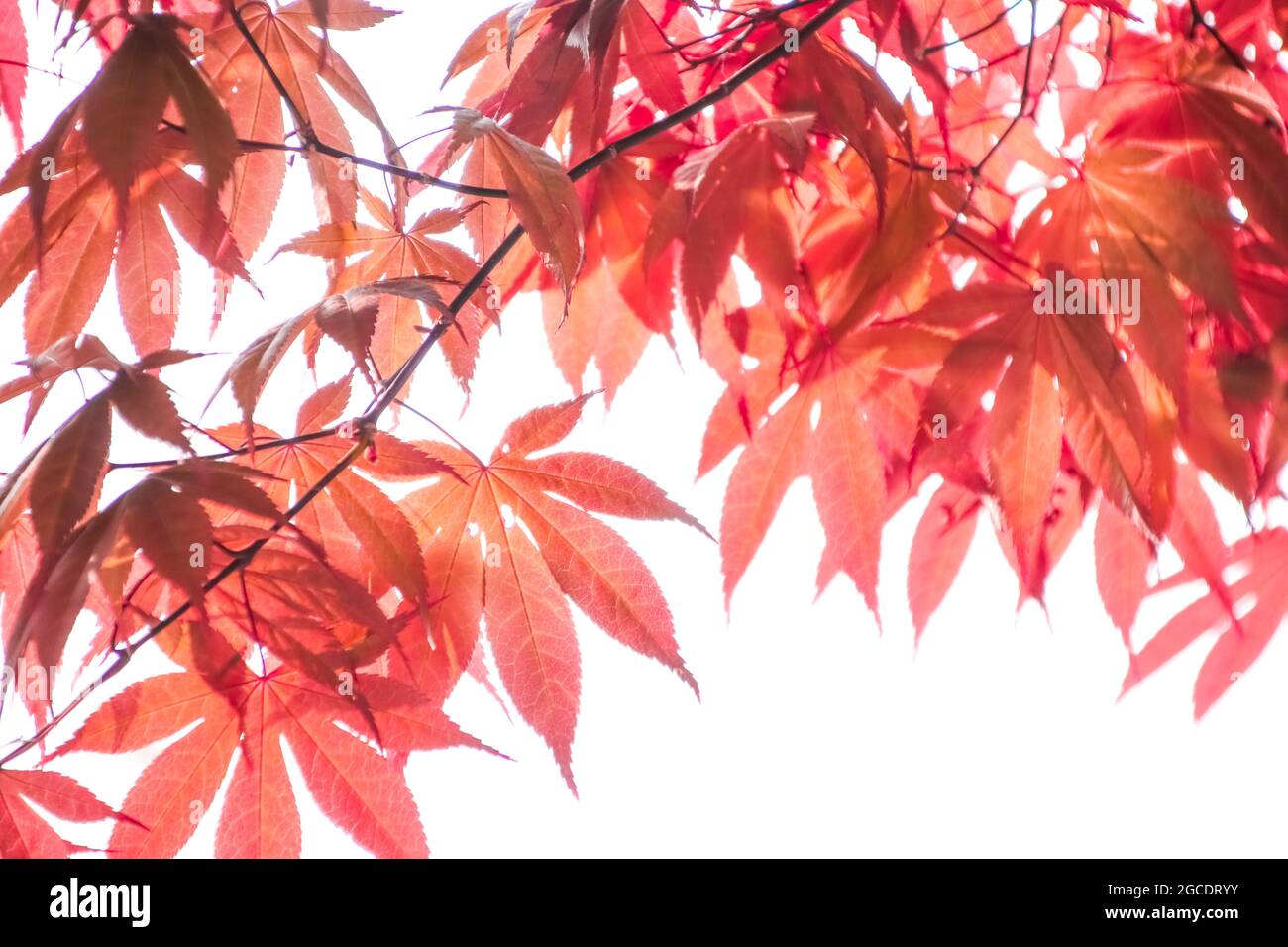 Red leaf texture hi-res stock photography and images - Alamy