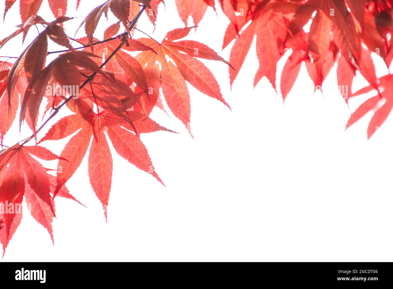 Red leaf texture hi-res stock photography and images - Alamy