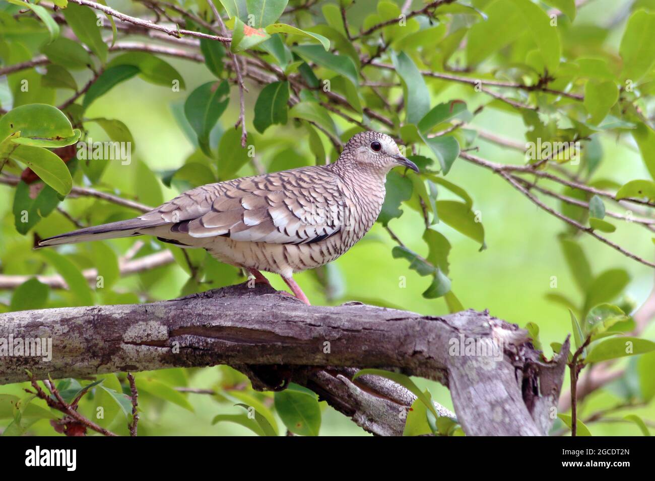 Scaled Dove (Columbina squammata) perched on a log in the woods. Mata ...