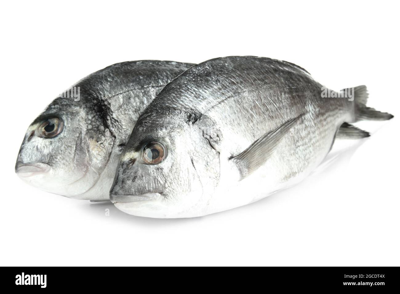 Dorado fish isolated on white Stock Photo - Alamy