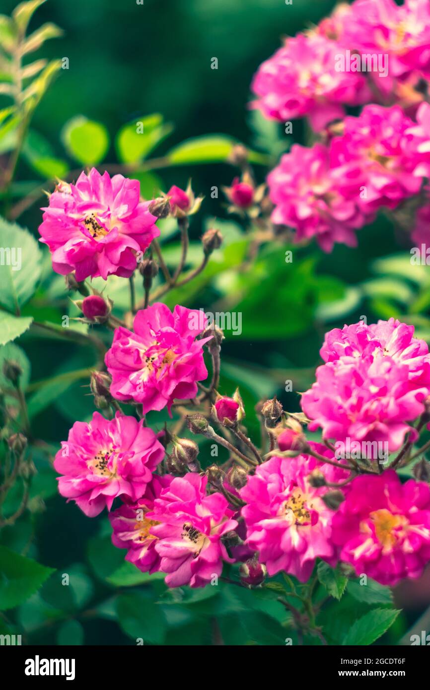 Rose flower wallpaper hi-res stock photography and images - Alamy