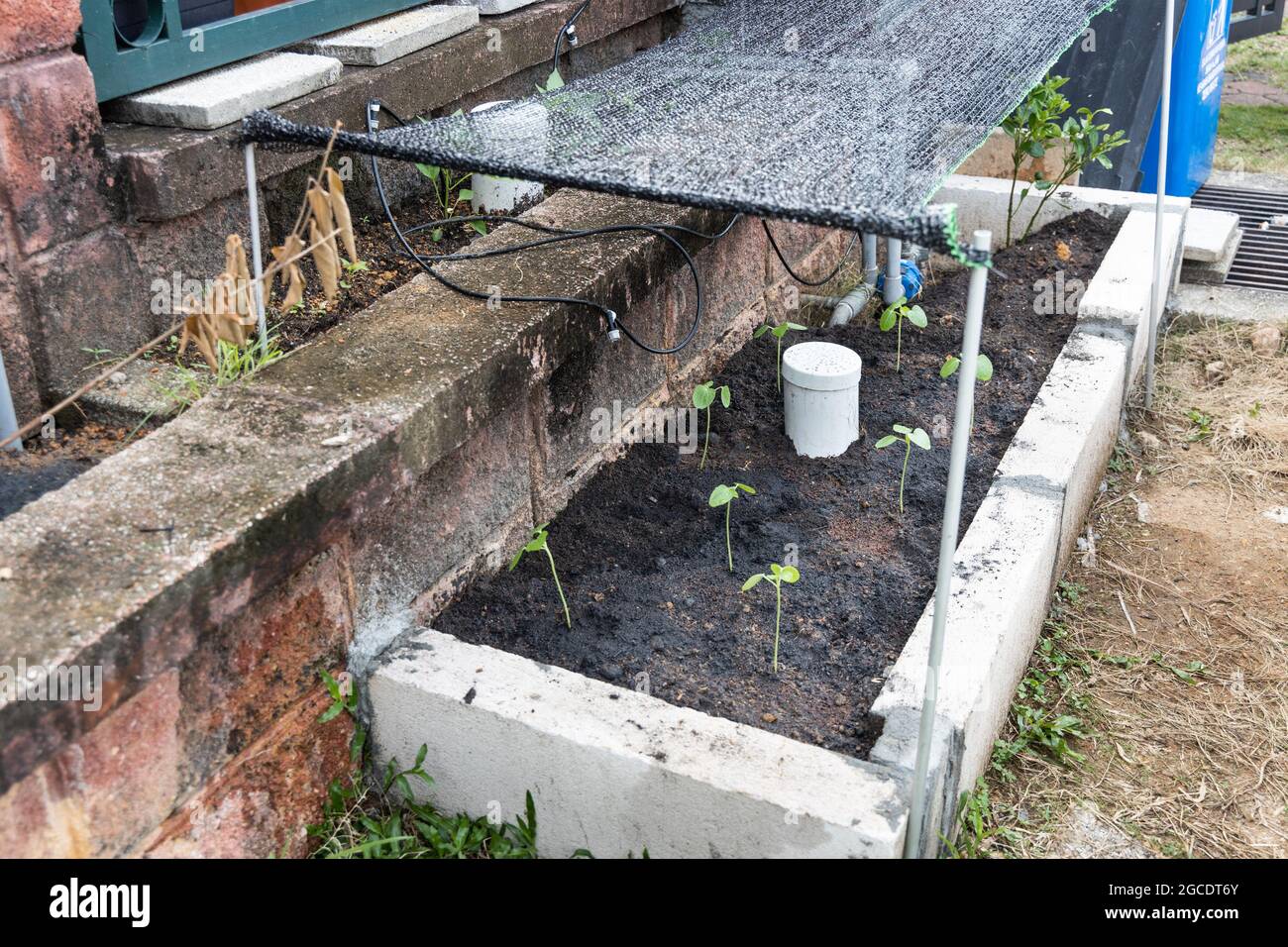 Worm tower for vermicompost installed on raised garden bed with new ...