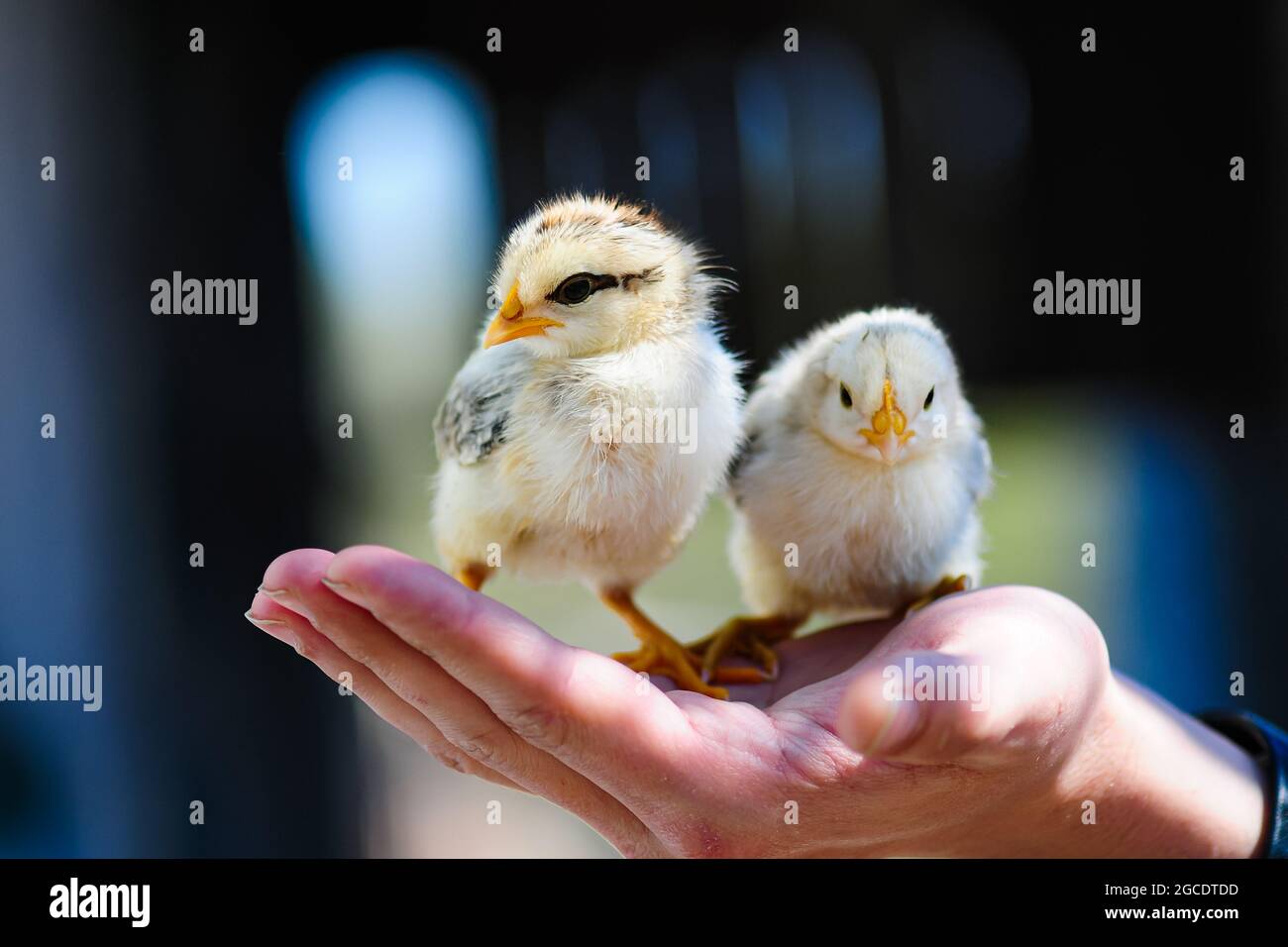 Two chickens in man's hands, new life Stock Photo - Alamy
