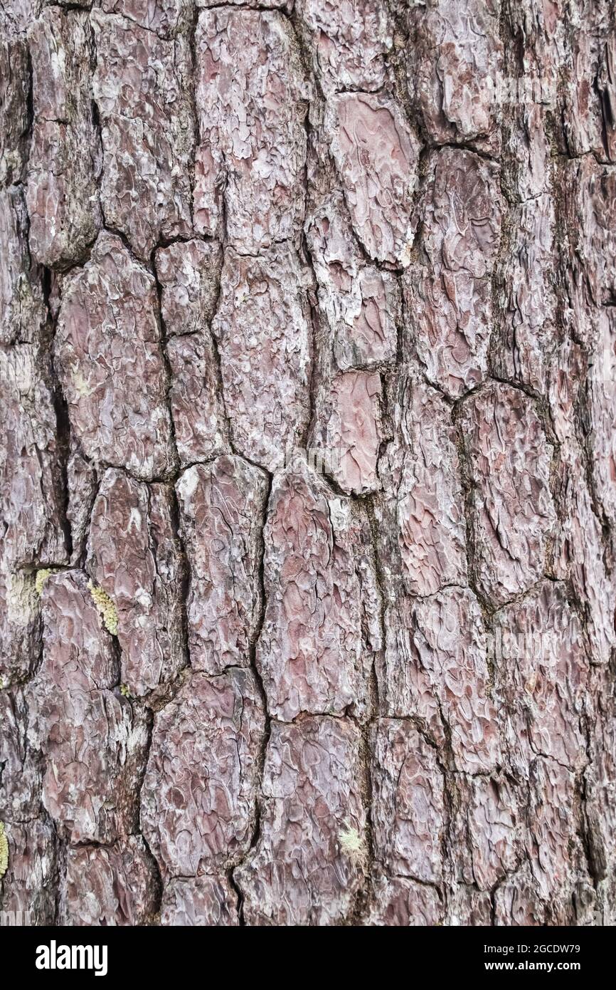 Red embossed wallpaper hi-res stock photography and images - Alamy