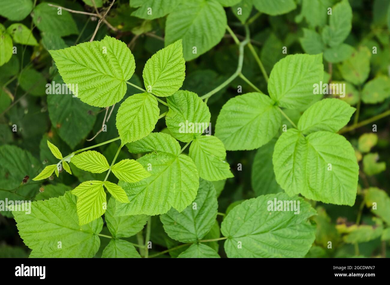 Green leaves of the Rubus idaeus, european raspberry plant Stock Photo ...