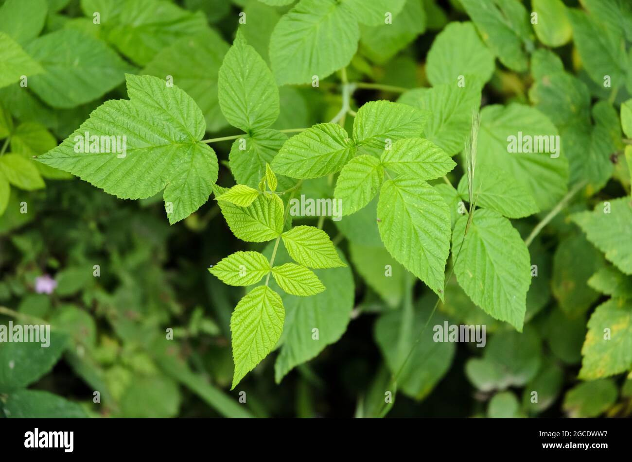 Wild Raspberry Leaves