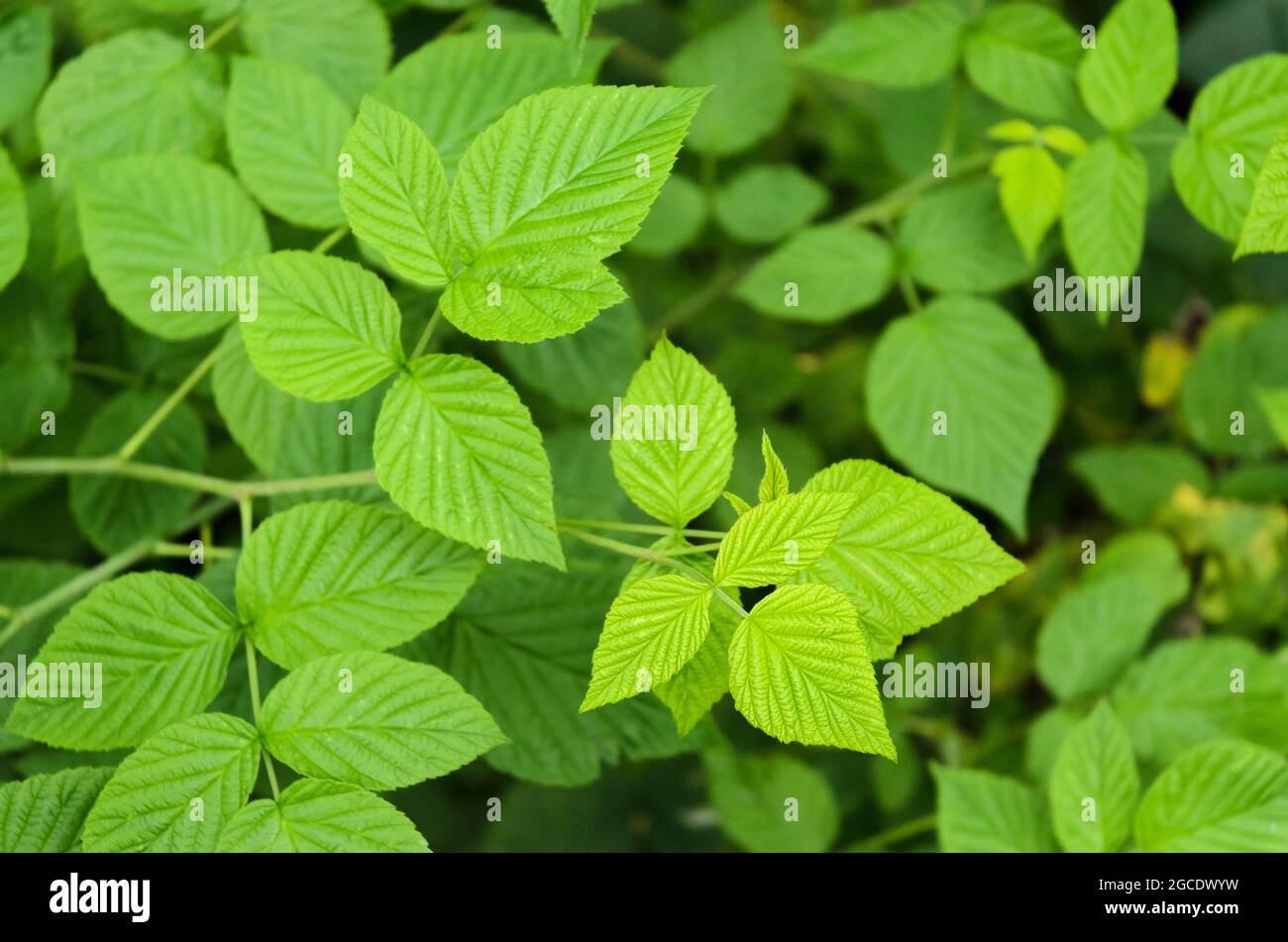 Green leaves of the Rubus idaeus, european raspberry plant Stock Photo ...