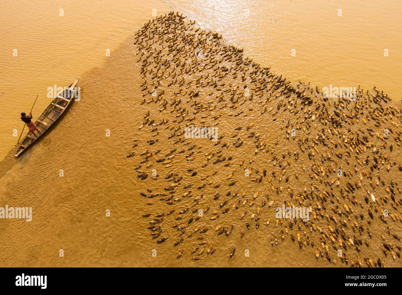 Duck farming hi-res stock photography and images - Alamy