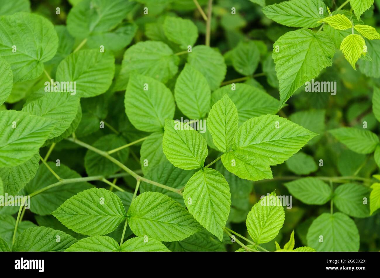Green leaves of the Rubus idaeus, european raspberry plant Stock Photo ...