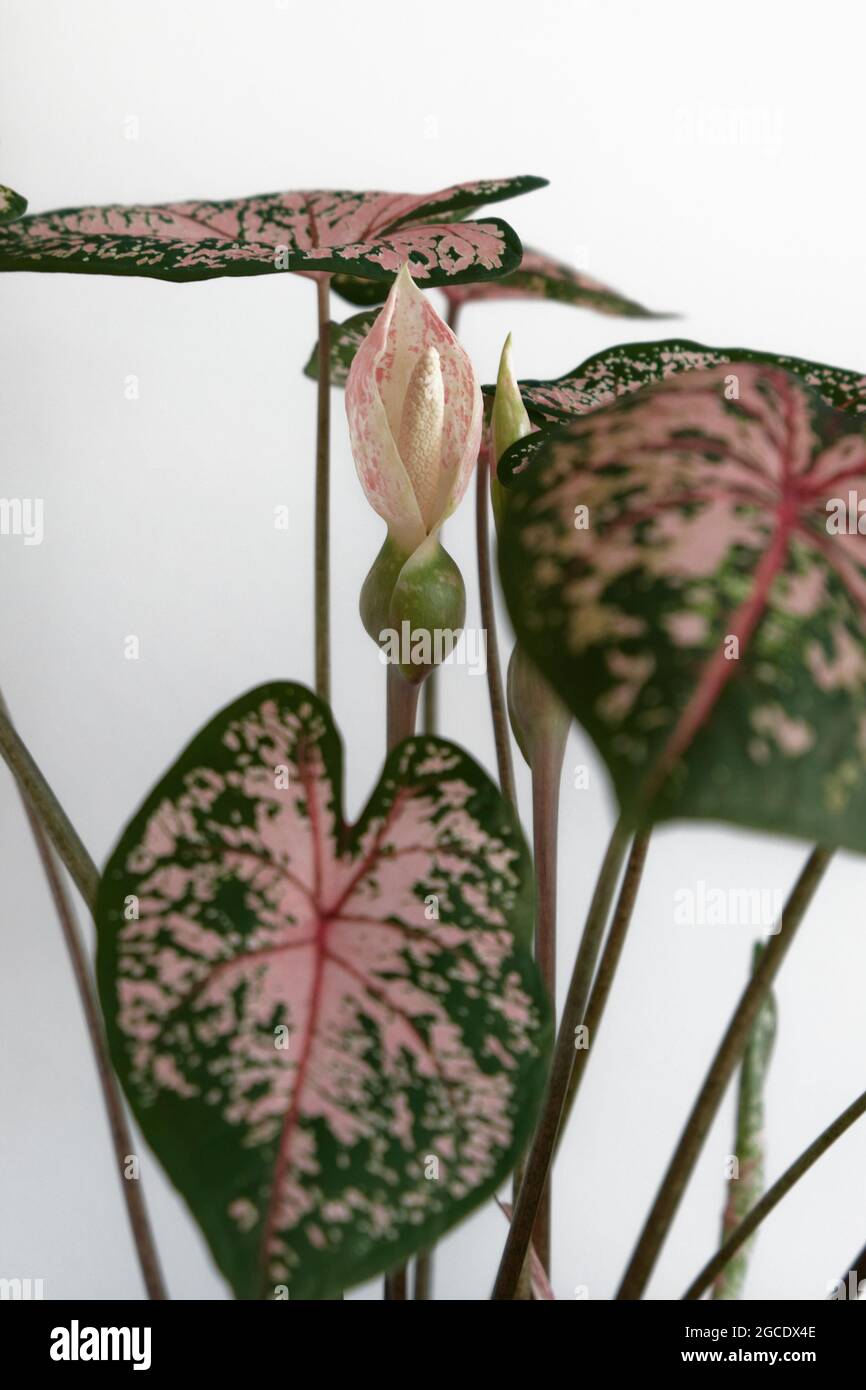 Caladium pink beauty bulb with amazing leafs. The pink and green leafs ...