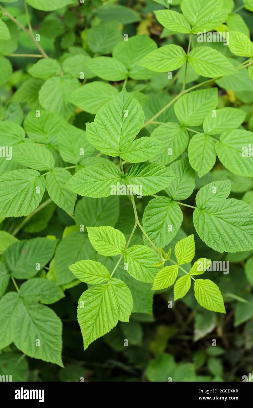 Rubus idaeus raspberry plant hi-res stock photography and images - Alamy