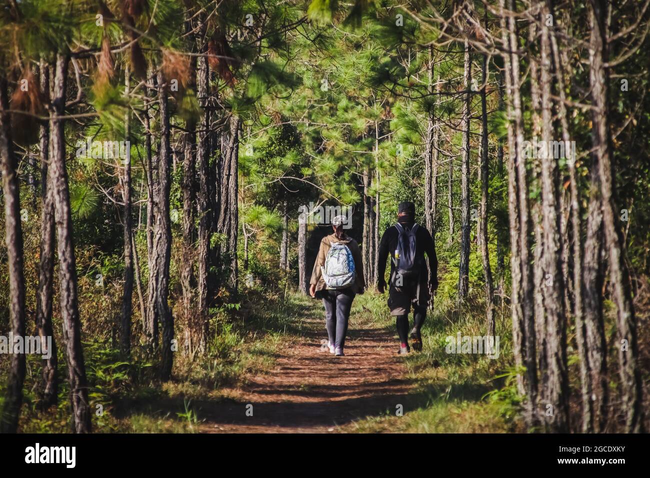Hikers with backpacks walking trough forest path Stock Photo - Alamy