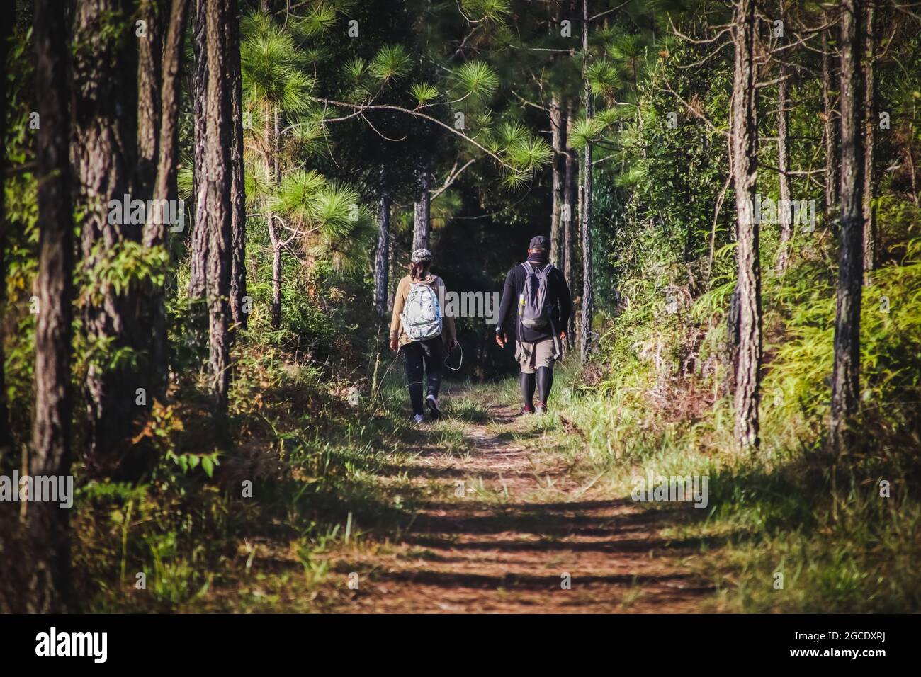 Hikers with backpacks walking trough forest path Stock Photo - Alamy