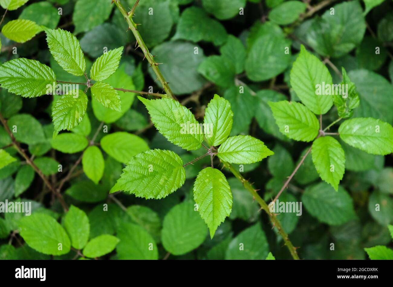 Rubus idaeus, european raspberry plant Stock Photo - Alamy