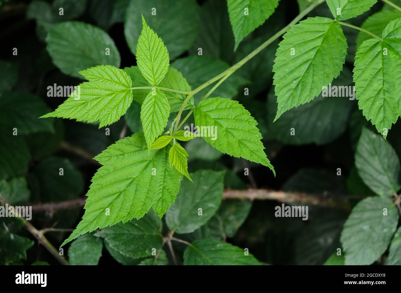Rubus idaeus, european raspberry plant Stock Photo - Alamy