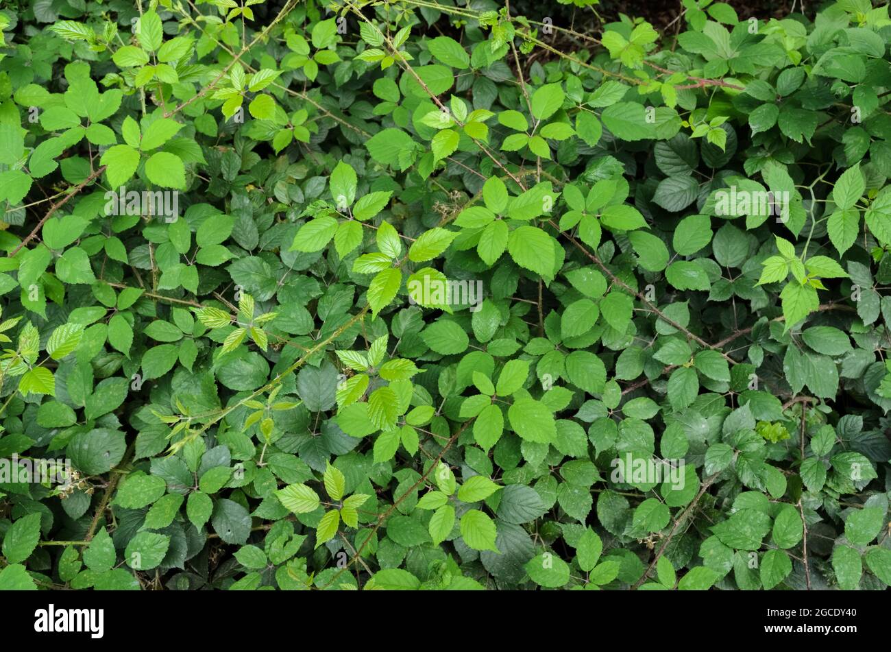 Raspberry shrub hi-res stock photography and images - Alamy