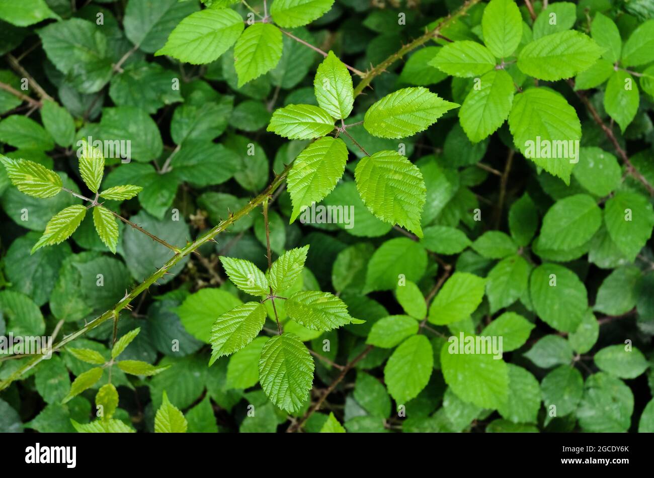 Plant rubus idaeus hi-res stock photography and images - Alamy
