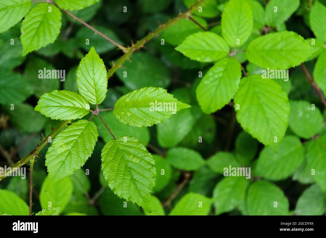 Rubus idaeus raspberry plant hi-res stock photography and images - Alamy