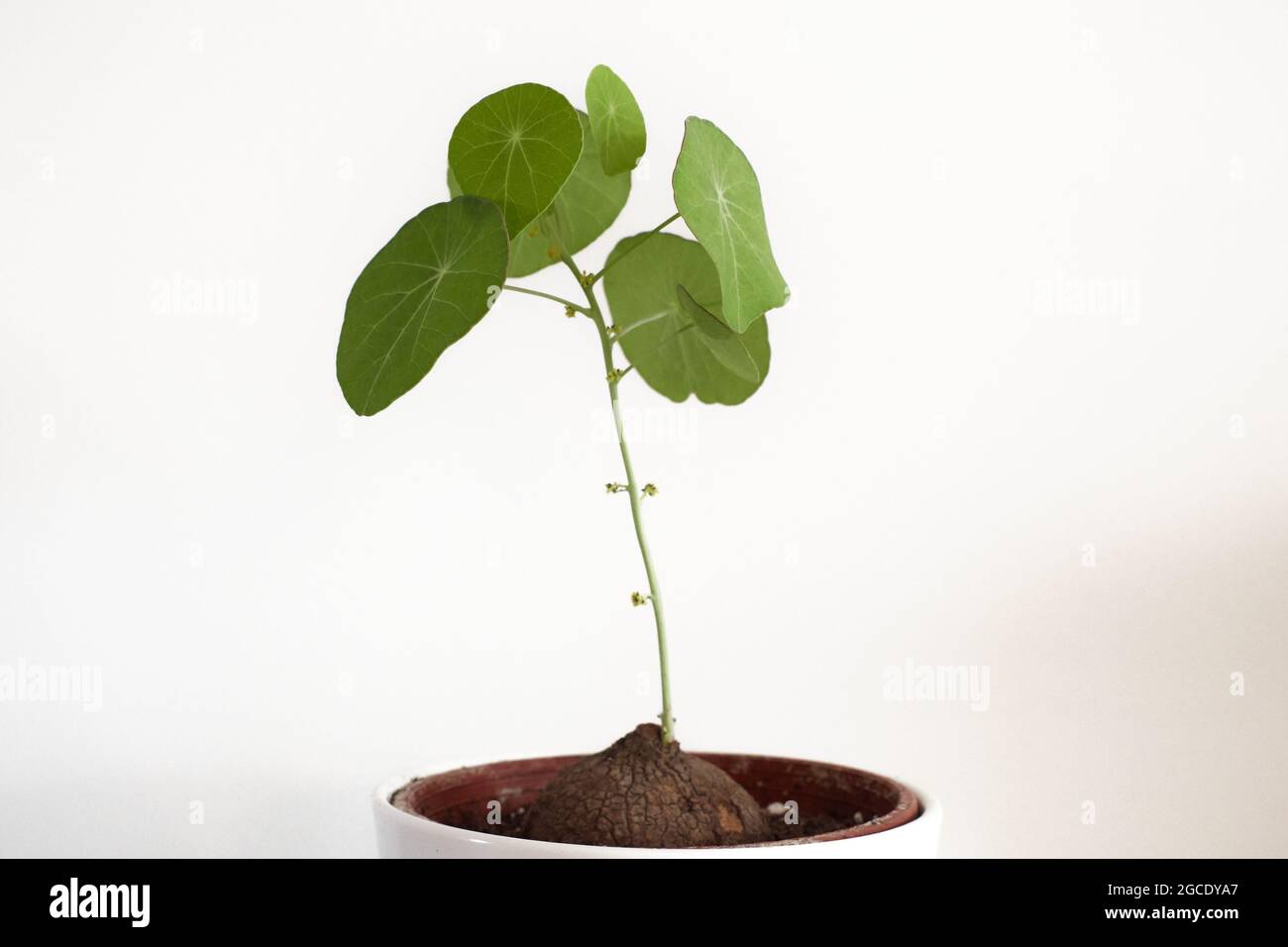 Stephania erecta bulb with green leafs in a white pot and white ...