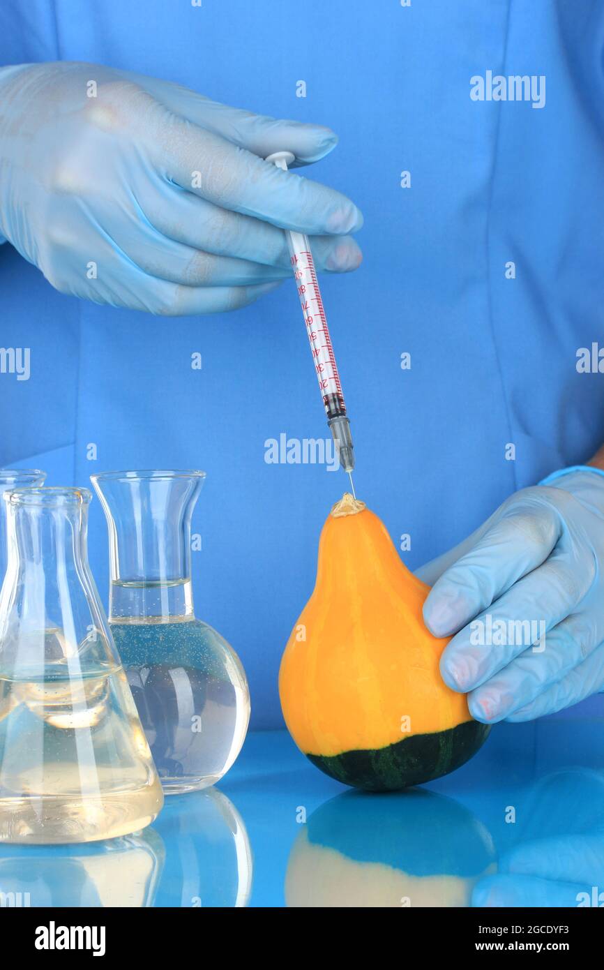 Scientists make injection into fresh pumpkin in laboratory Stock Photo ...
