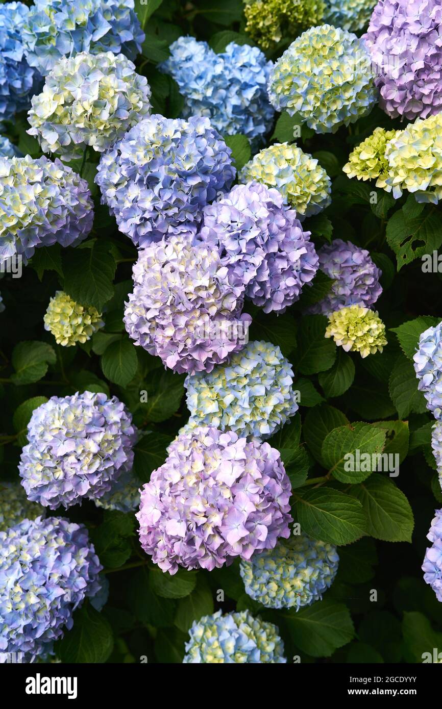 Blooming green hydrangea bush. Close-up Stock Photo - Alamy