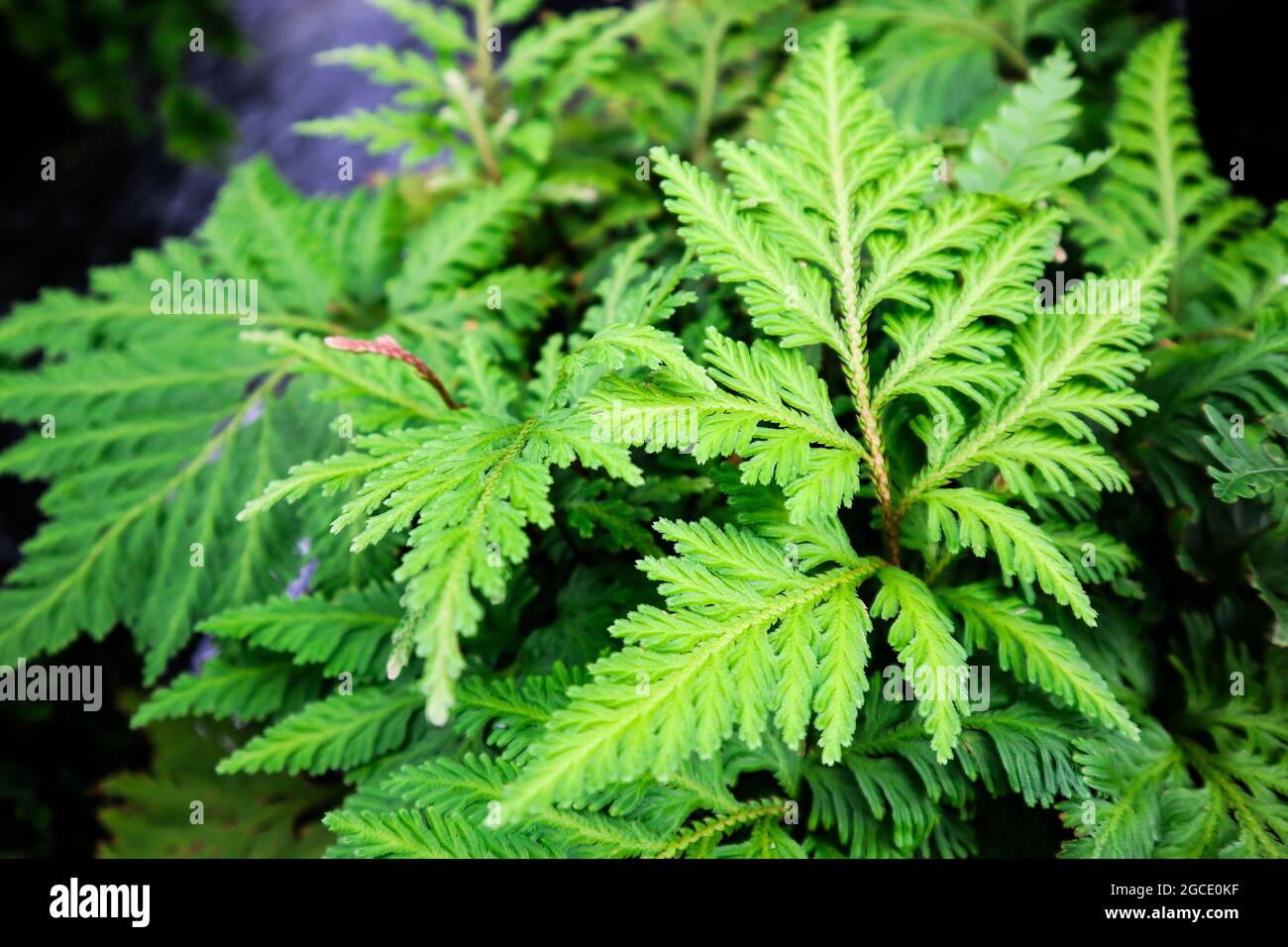 green leaves fern texture background Stock Photo - Alamy