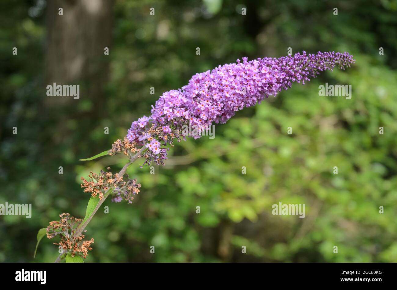 Purple buddleja davidii hi-res stock photography and images - Alamy