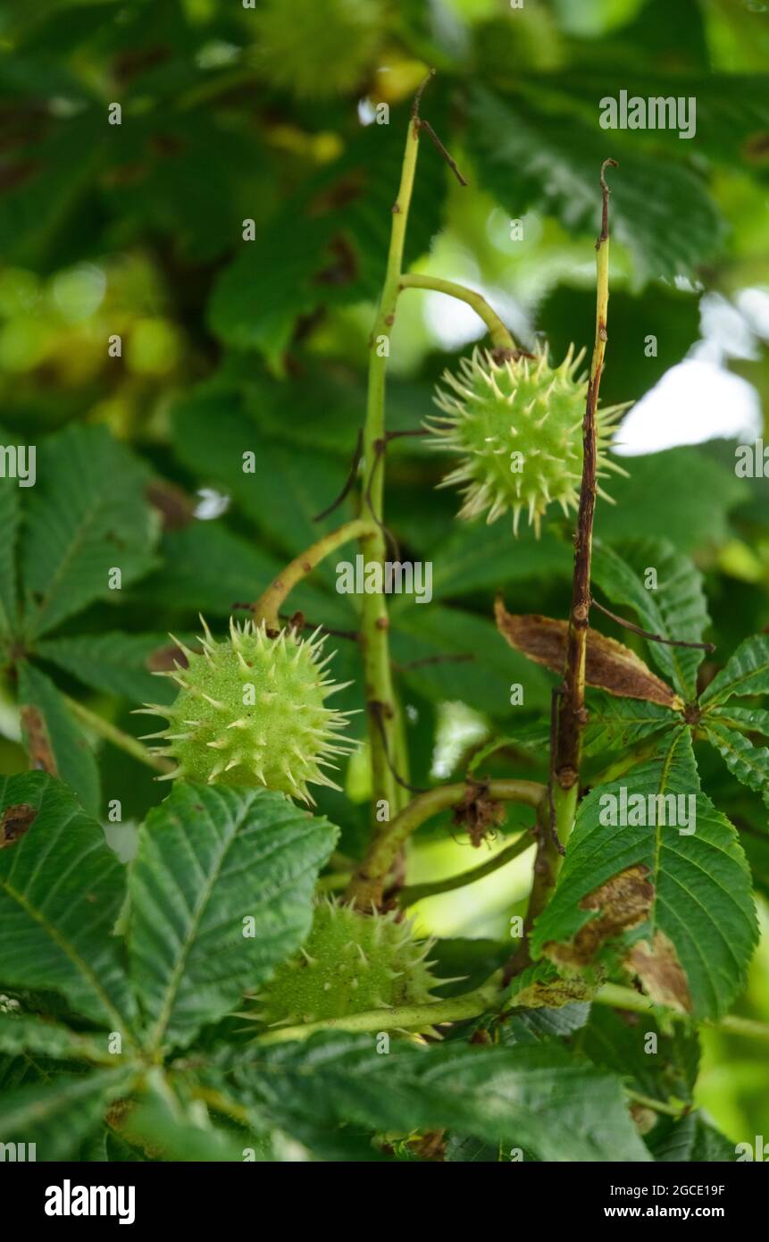 Chestnut spiky pod hi-res stock photography and images - Alamy